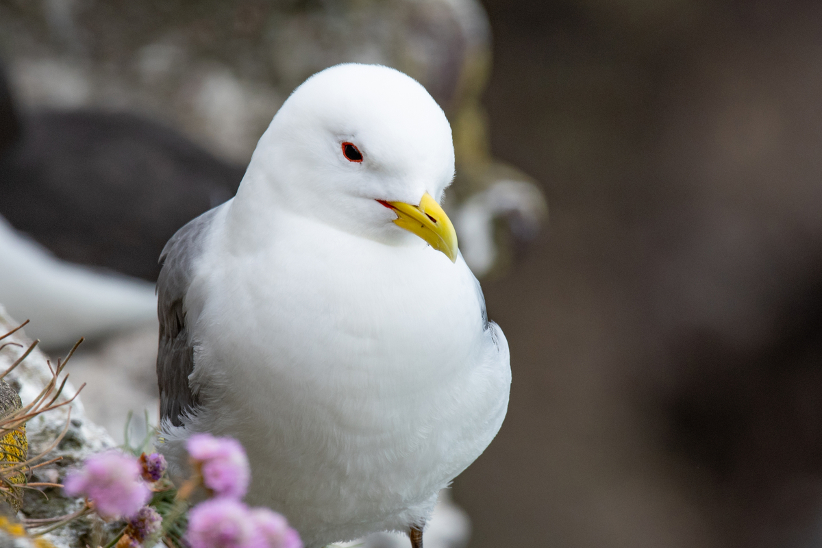 Our Island | Lambay Whiskey